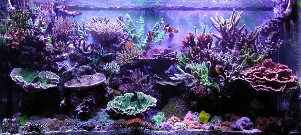 Simple and effective guide on reef aquascaping | Reef Builders | The Reef and Saltwater Aquarium ...