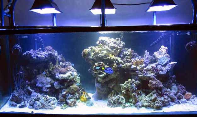 Simple and effective guide on reef aquascaping | Reef Builders | The Reef and Saltwater Aquarium ...