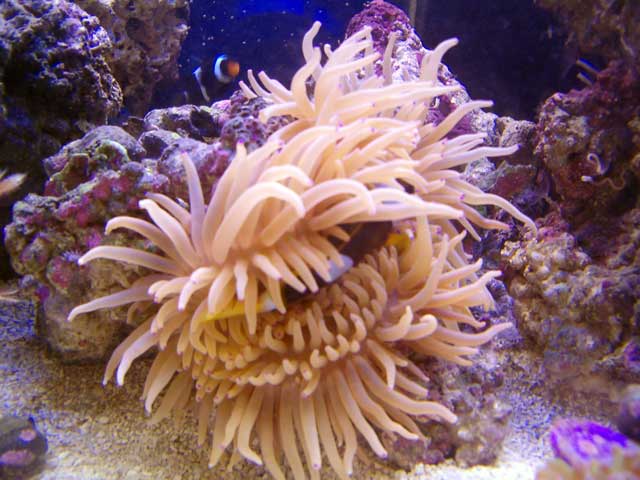 Reef Ramblings: Locomotion and Aquascaping | Reef Builders | The Reef ...