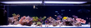 Archives: Modern Aquarium design for reef aquaria and freshwater | Reef ...