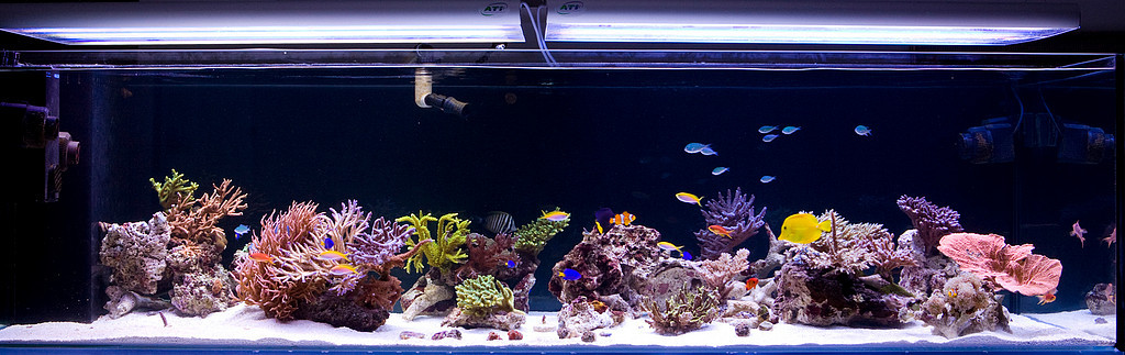 Archives: Modern Aquarium design for reef aquaria and freshwater | Reef ...