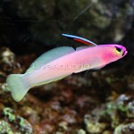 And you thought Helfrich’s firefish were rare | Reef Builders | The ...