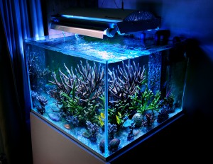 Modern Aquarium design for reef aquaria and freshwater | Reef Builders ...