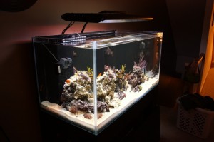 Modern Aquarium design for reef aquaria and freshwater | Reef Builders ...