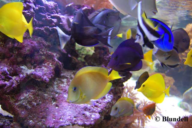 Reef Ramblings: Locomotion and Aquascaping | Reef Builders | The Reef ...