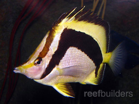 The exceedingly rare scythe butterflyfish, Prognathodes falcifer | Reef ...