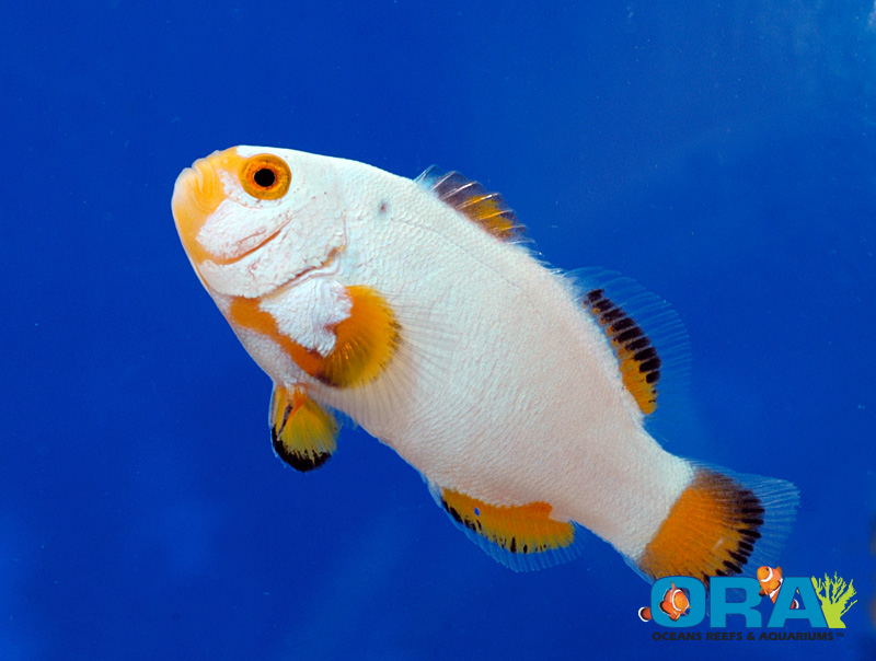ORA is ever closer to producing all white snowflake clownfish | Reef ...