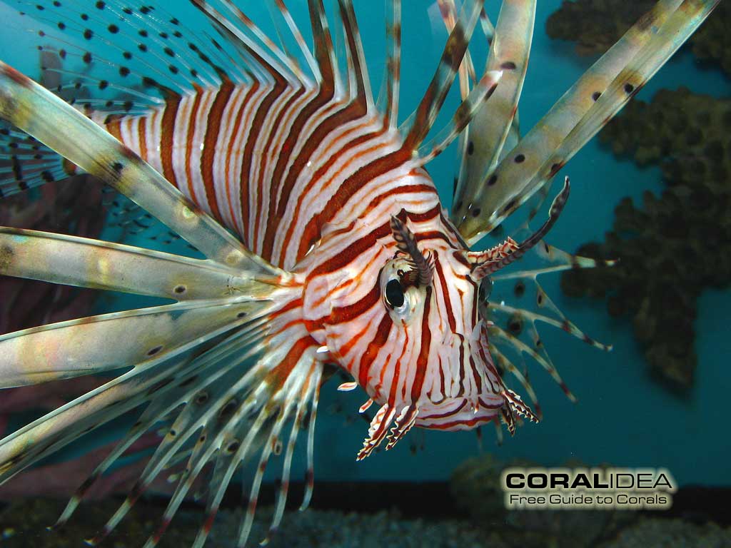 Keys lionfish sightings finally verified after the capture of St. Croix ...