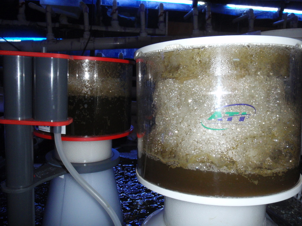 ATB 1050 vs ATI skimate protein skimmer pictures | Reef Builders | The ...