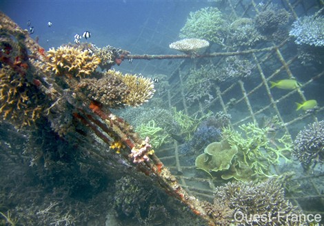Bali’s Biorock reef grows corals faster with electricity | Reef ...