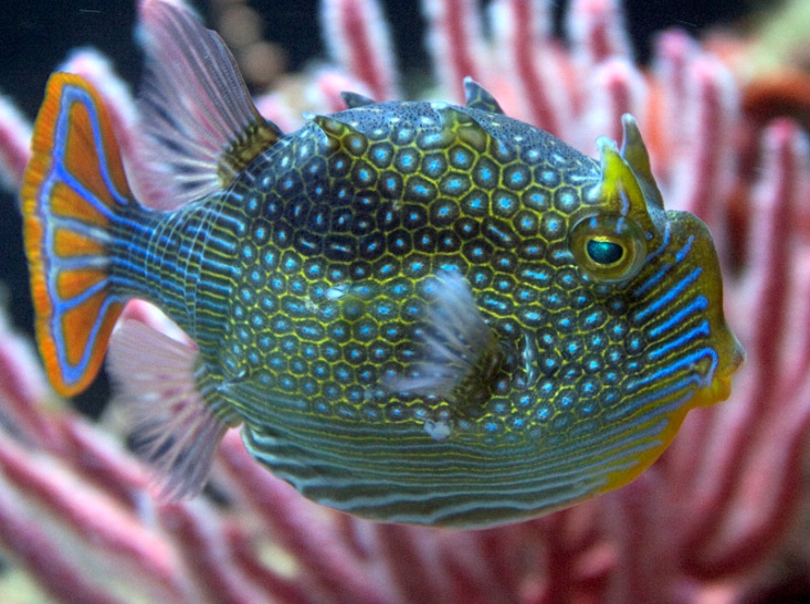 February issue of Advanced Aquarist is now online. | Reef Builders ...