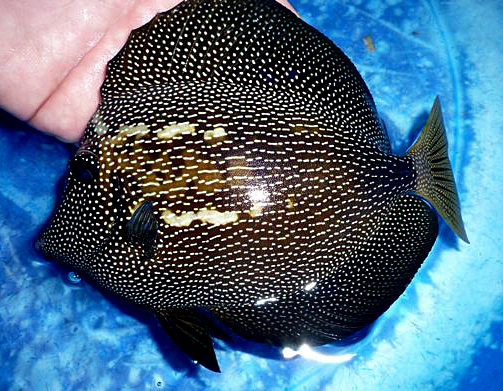 Jumbo Gem Tang splayed out in pix | Reef Builders | The Reef and ...