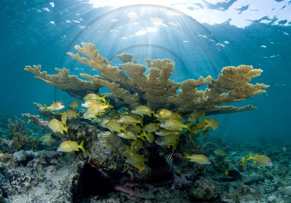 Blue Reef Photography is a rare fish lover’s wet dream | Reef Builders ...