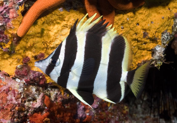 Blue Reef Photography is a rare fish lover’s wet dream | Reef Builders ...