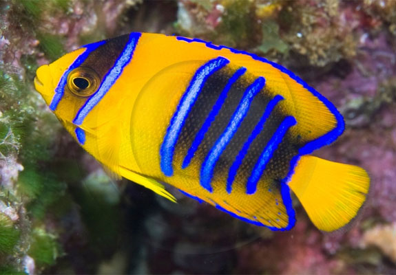 Blue Reef Photography is a rare fish lover’s wet dream | Reef Builders ...