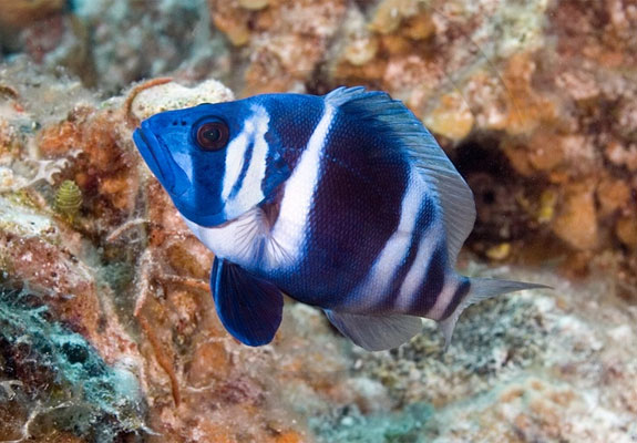 Blue Reef Photography is a rare fish lover’s wet dream | Reef Builders ...