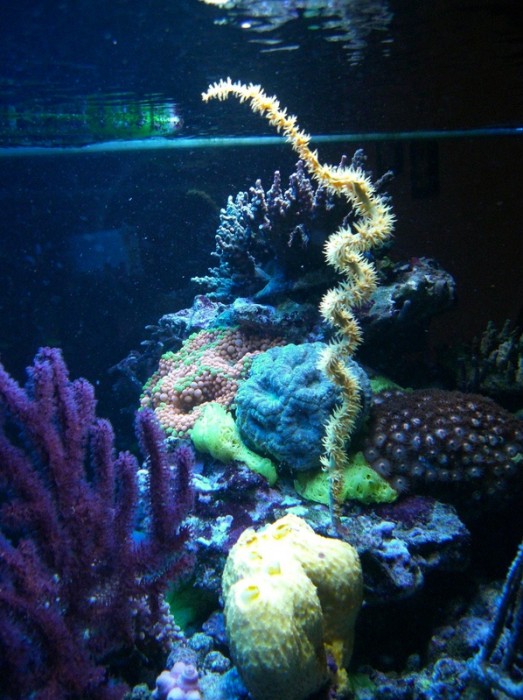 Fauna Marin Sea Fan System | Reef Builders | The Reef and Saltwater ...