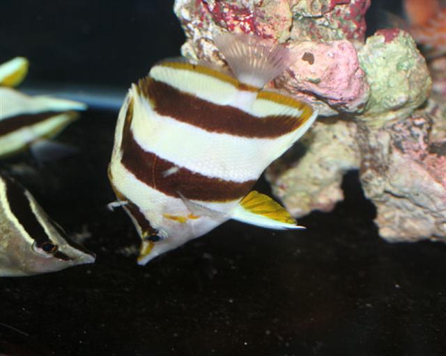 Prognathodes basabei, the Orange Margin butterflyfish pushes the limits ...