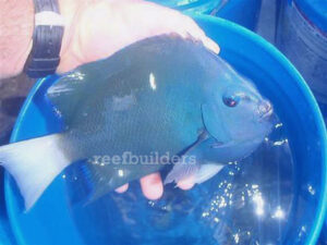 40 clipperton angelfish seized by USFWS | Reef Builders | The Reef and ...