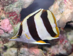 Prognathodes basabei, the Orange Margin butterflyfish pushes the limits ...