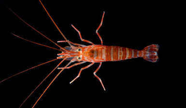 Aquatic Pixels by Matt Wittenrich: creative reef life photography ...