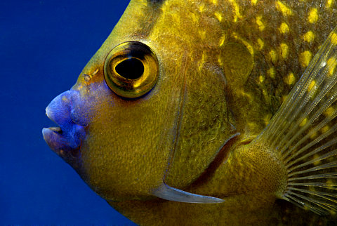 Aquatic Pixels by Matt Wittenrich: creative reef life photography ...