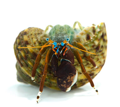 Aquatic Pixels by Matt Wittenrich: creative reef life photography ...