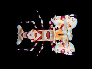 Aquatic Pixels by Matt Wittenrich: creative reef life photography ...