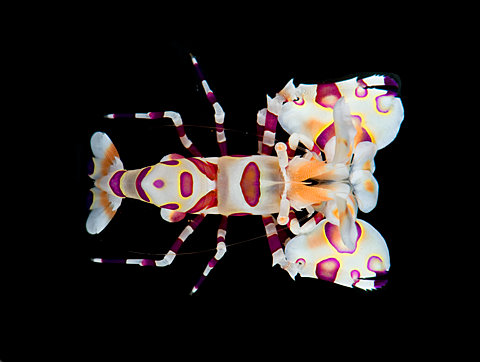 Aquatic Pixels by Matt Wittenrich: creative reef life photography ...