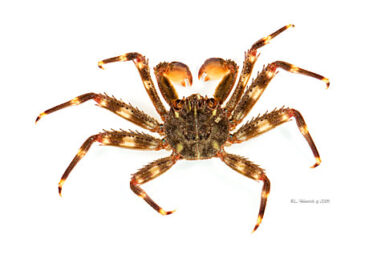 Aquatic Pixels by Matt Wittenrich: creative reef life photography ...