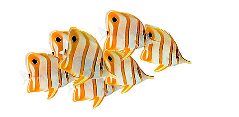 Aquatic Pixels by Matt Wittenrich: creative reef life photography ...