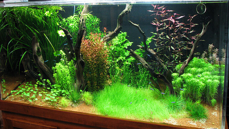 A “Fresh” Approach | Reef Builders | The Reef and Saltwater Aquarium Blog