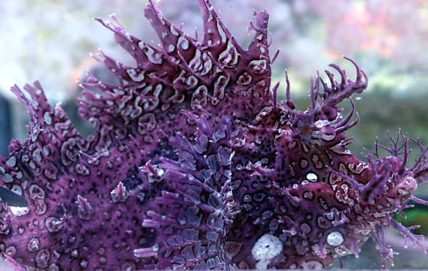 Purple Tassled Rhino Scorpionfish up on Unique Corals | Reef Builders ...