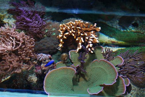 Julian Sprung’s aquarium showcases modern and elegant reefing design ...