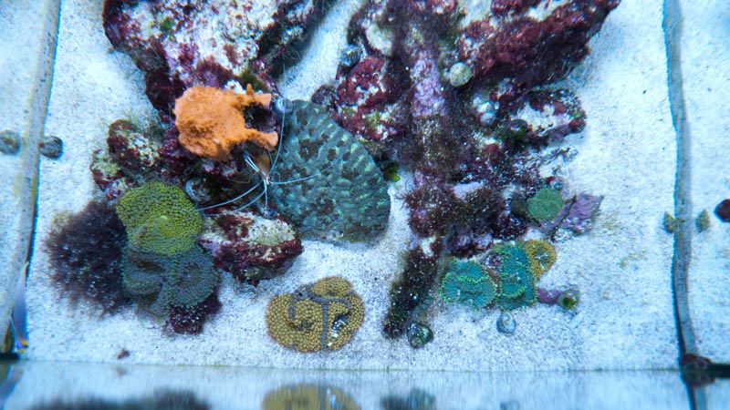 Elos Elite marine available to order | Reef Builders | The Reef and ...