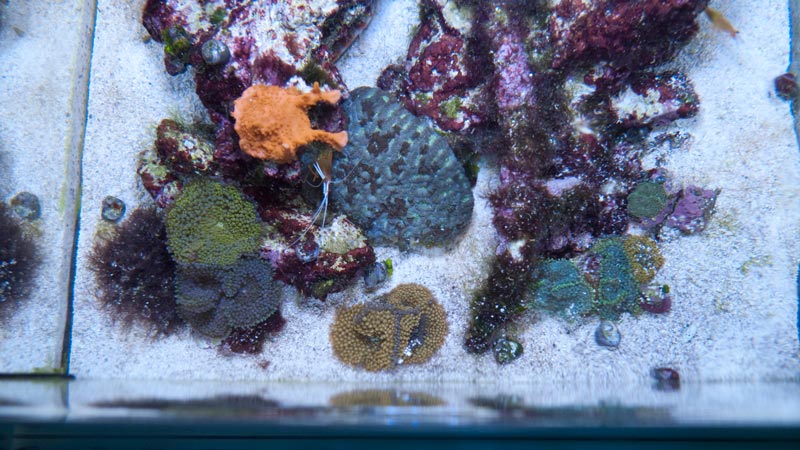 Elos Elite marine available to order | Reef Builders | The Reef and ...