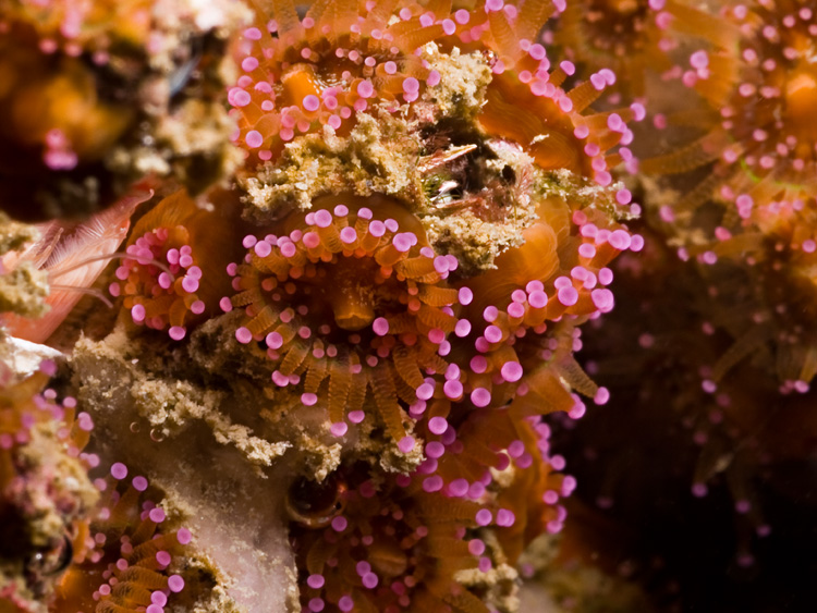 Coral Morphologic finds some beautiful Corynactis viridis in the ...