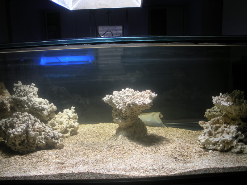 Plasma lighting by Aqua Illumination gets its own tank | Reef Builders ...
