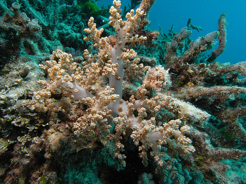 Doctors may soon drug us up with capnellene from Kenya tree coral ...