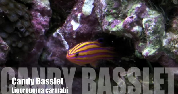Candy Basslet: Hi Def video for a Hi Def reef fish | Reef Builders ...