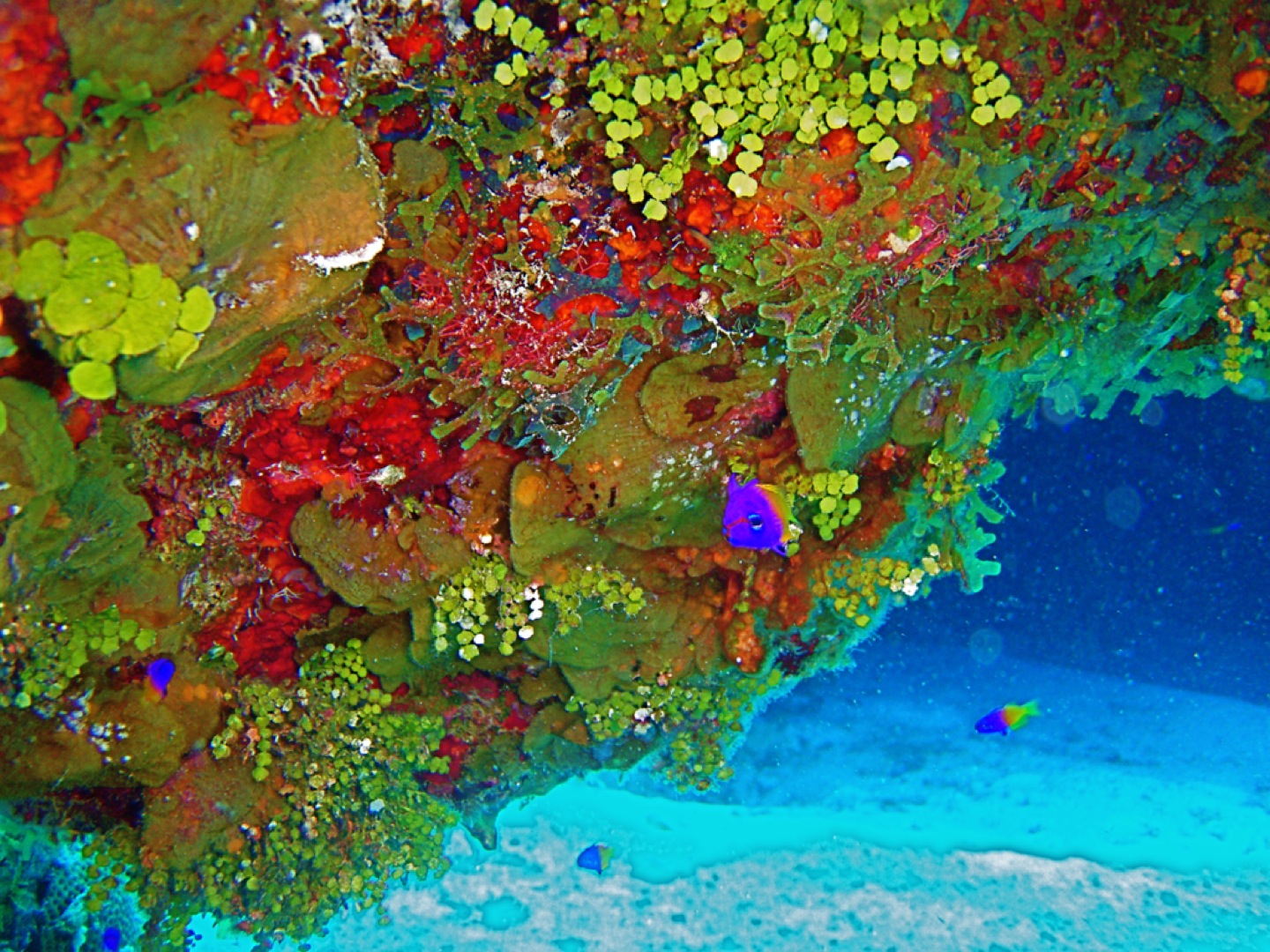 Ideas for Replicating Nature: Appreciating a “Nuisance” Macroalgae ...