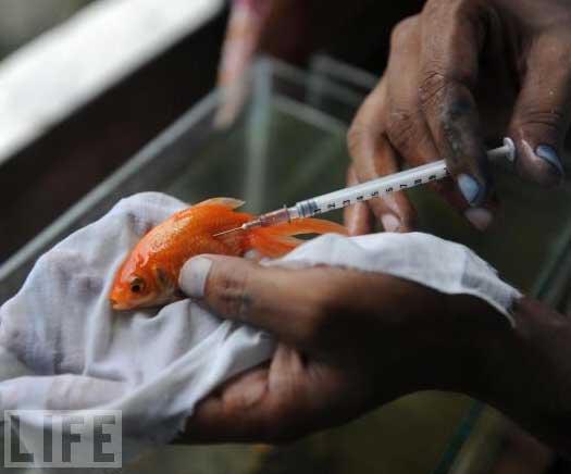 Inside a fish hospital | Reef Builders | The Reef and Saltwater ...