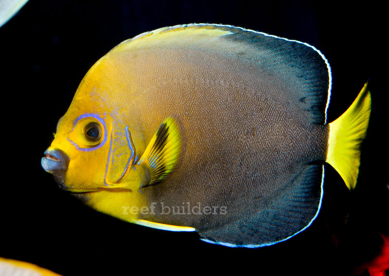 Conspicillatus x Personifer hybrid angelfish redefines rarity | Reef ...