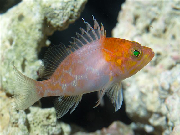 Plectranthias sagamiensis, Sagami perchlet appears at Blue Harbor ...