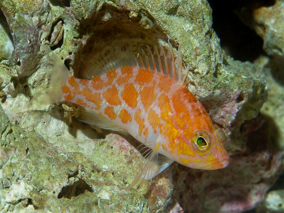 Plectranthias sagamiensis, Sagami perchlet appears at Blue Harbor ...