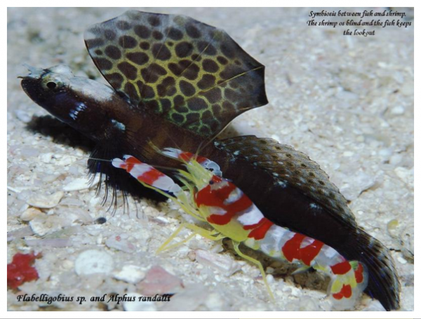 Magnificent Fan Shrimp Gobies are the newest Flabelligobius to hit the ...