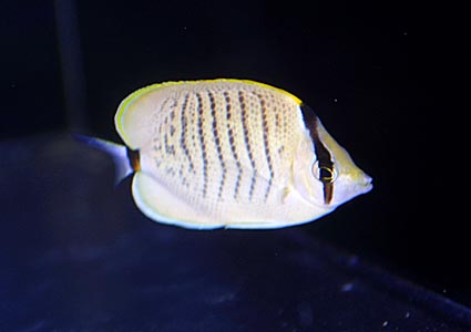 Hybrid butterflyfish from Hawaii blends Chaetodon miliaris and C ...