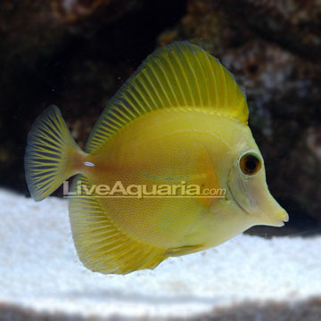 Are Yellow and Scopas tangs more than kissing cousins? | Reef Builders ...