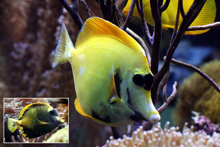 Are Yellow and Scopas tangs more than kissing cousins? | Reef Builders ...