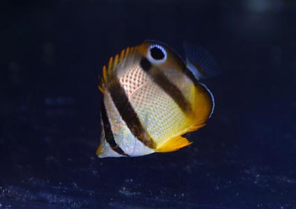 Double dash butterflyfish, Chaetodon marleyi arrives at Crownfish ...